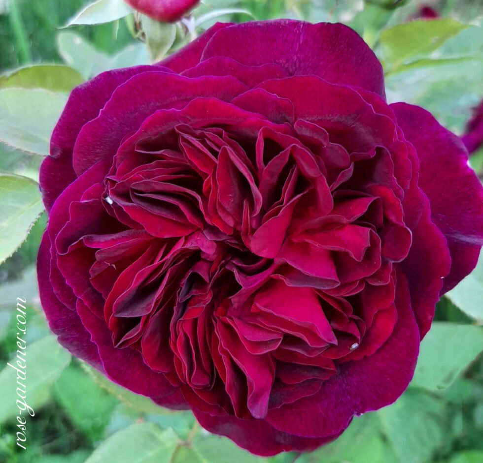 Munstead Wood Rose Description - Rose-Gardener.com