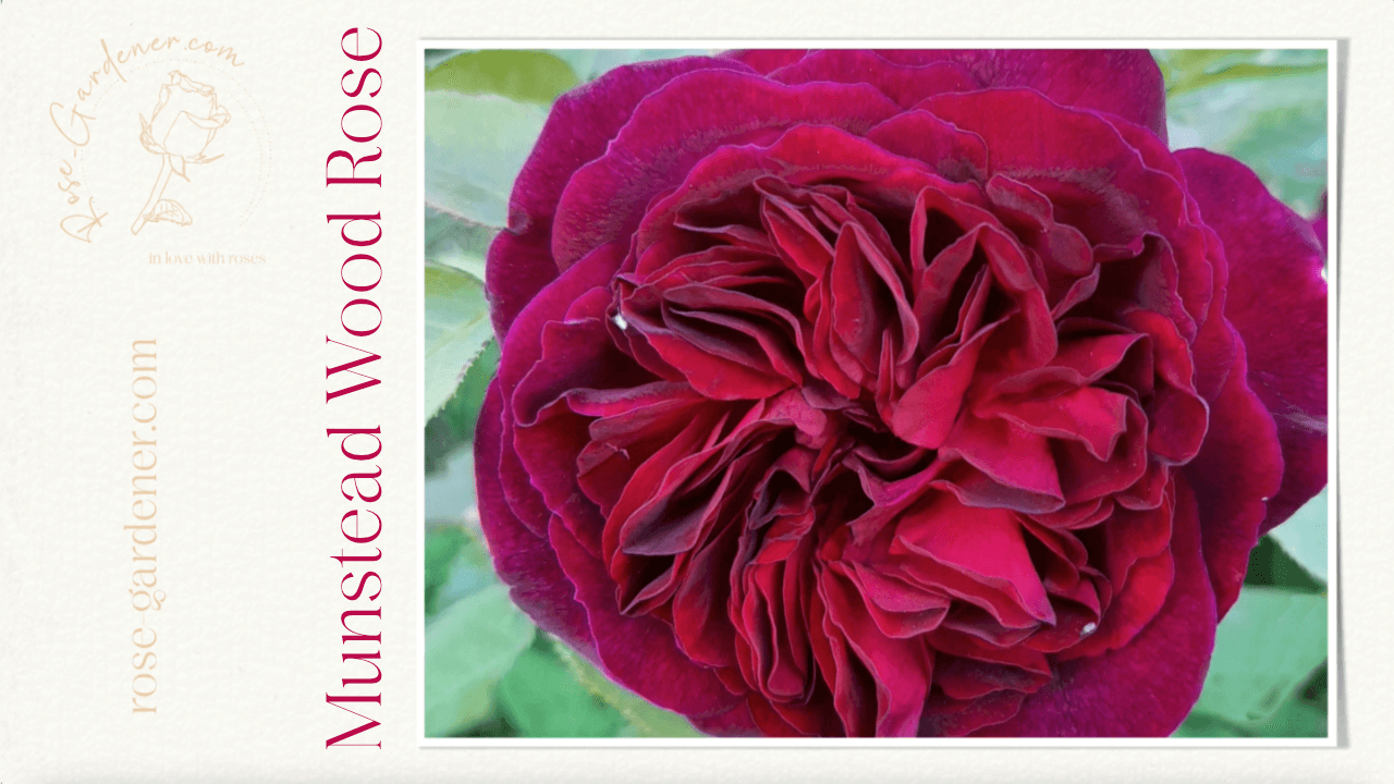 Munstead Wood Rose Description - Rose-Gardener.com